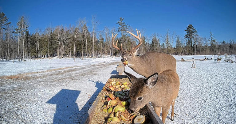 Maine deer eat from trough on live stream, have become internet darlings
