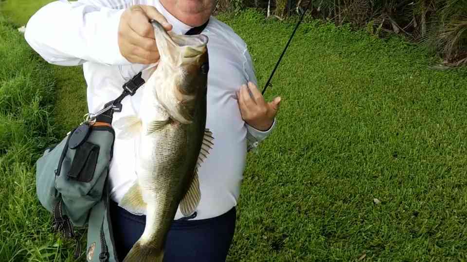 Alligator attacks our lures while fishing for Shamu