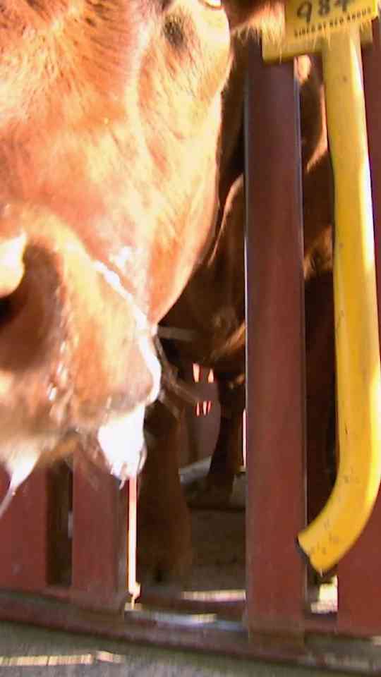 What happens when a newborn calf is unresponsive