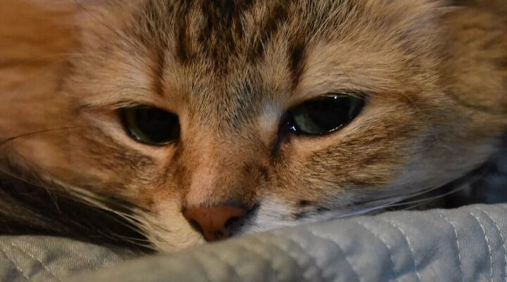 Why your cat’s eyes keep watering