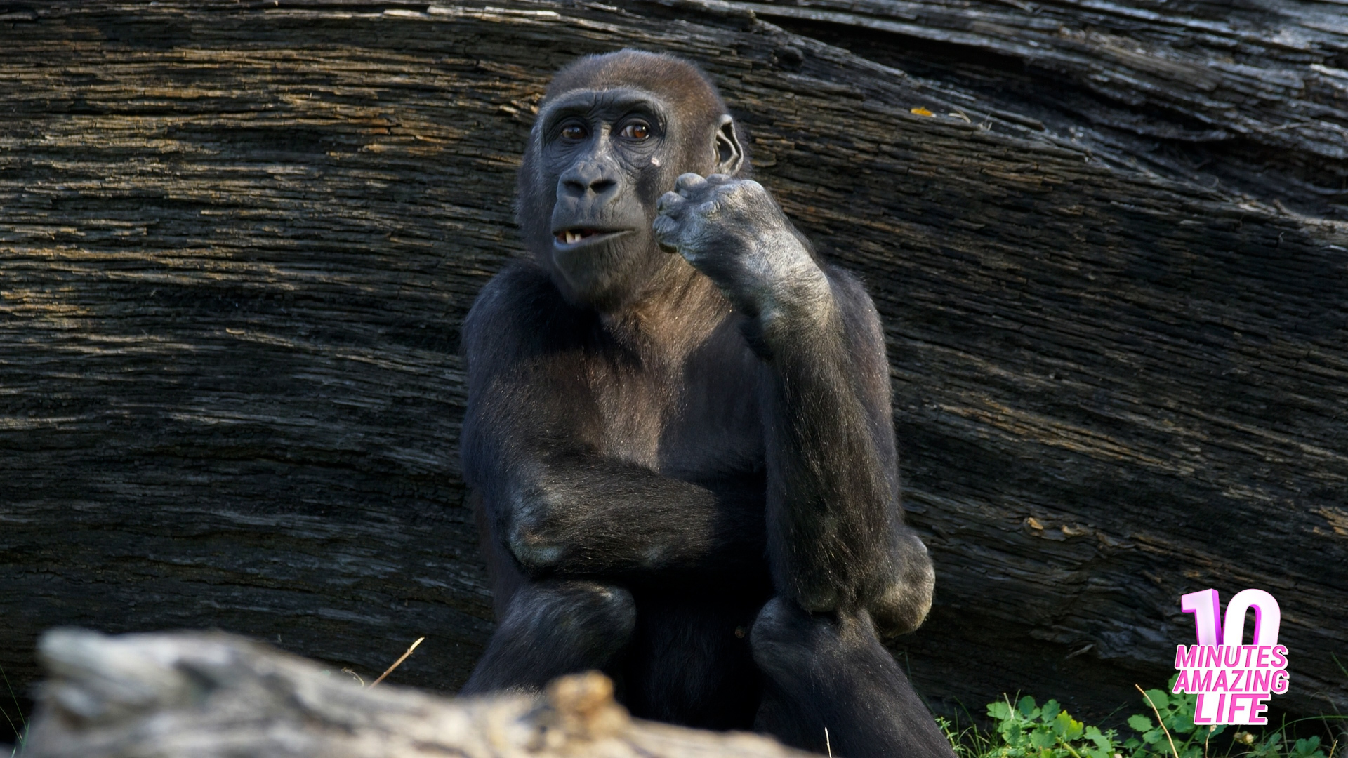 I recorded a calm gorilla moment