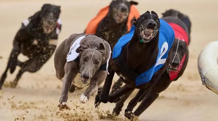 Final greyhound race to take place at town stadium