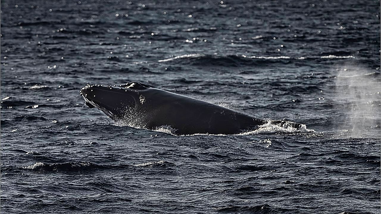 Des scientifiques traquent les baleines dans l'Arctique pour ...