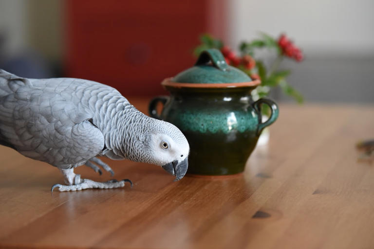 Sweet parrot ‘turns frown upside down’ with a cup of tea