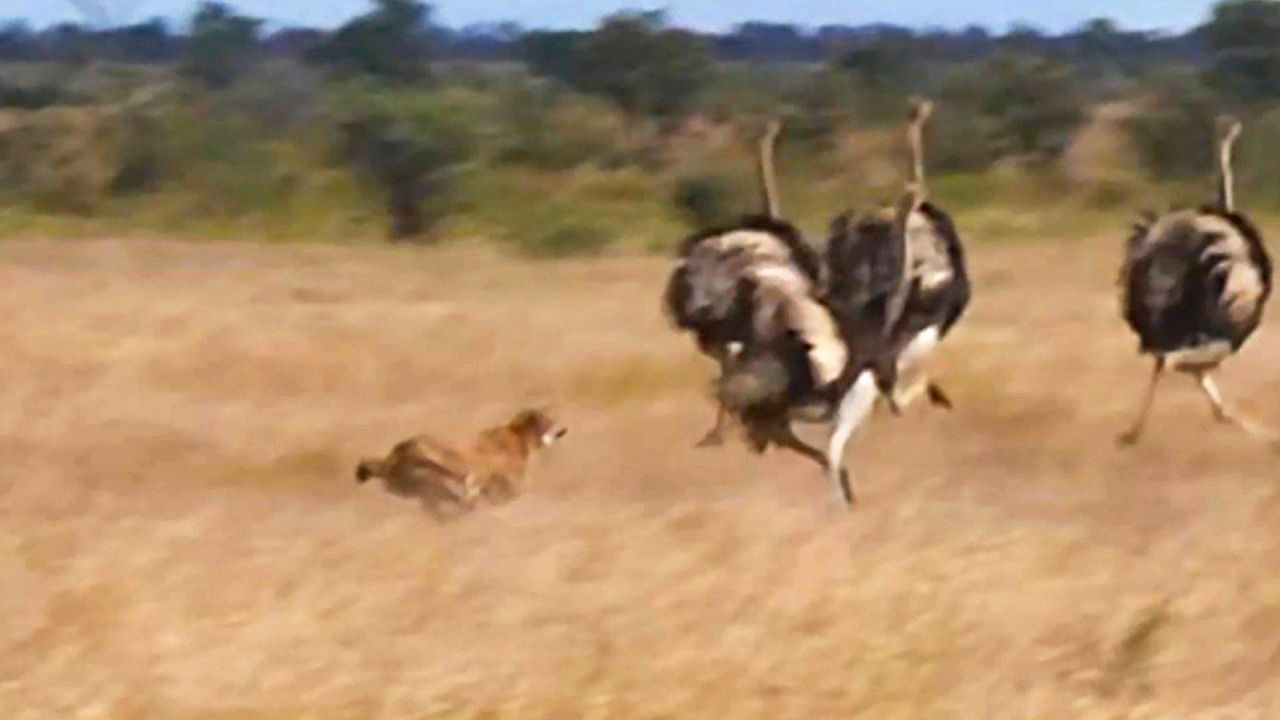 South Africa's ultimate speed chase unfolds between cheetah and ostrich