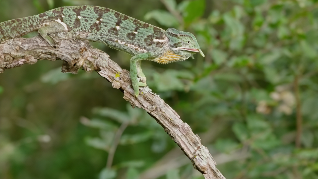 The chameleon's sticky physics