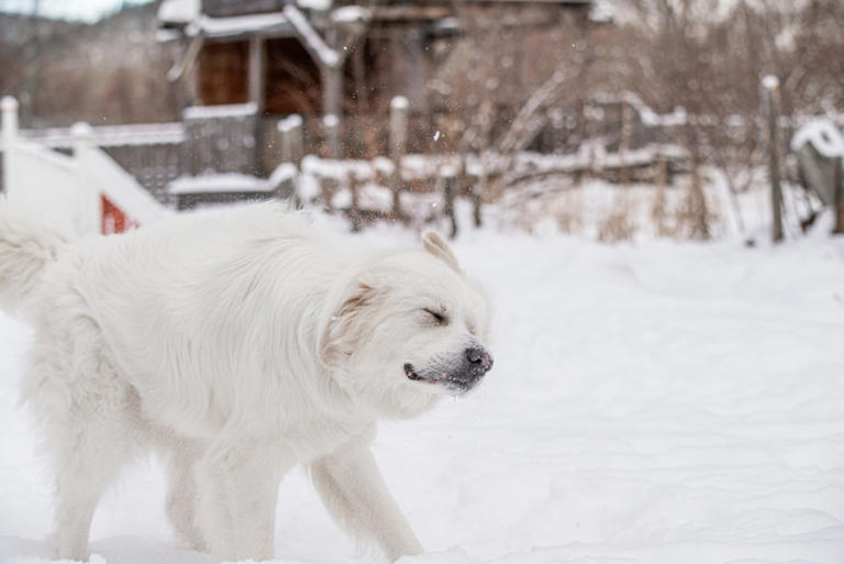 Senior Great Pyrenees turns right back into a puppy in freshly-fallen snow