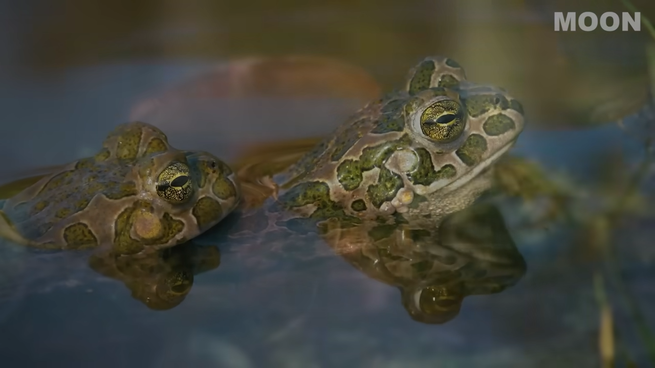 This was the moment reality started to feel programmed