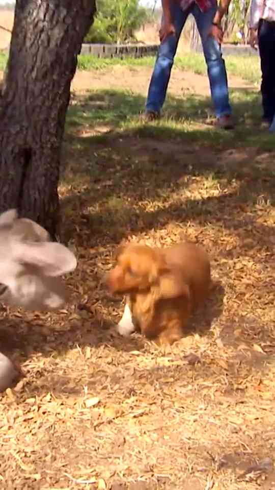 Who said animals don’t have real bonds?