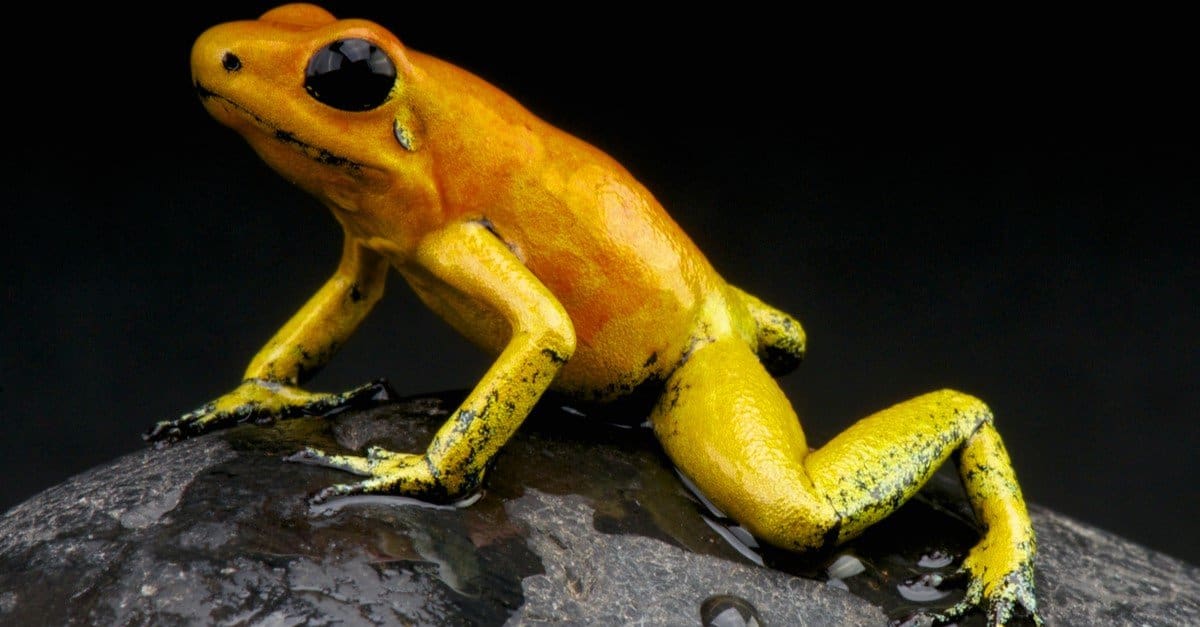 This tiny bright yellow frog is one of the most toxic animals on Earth