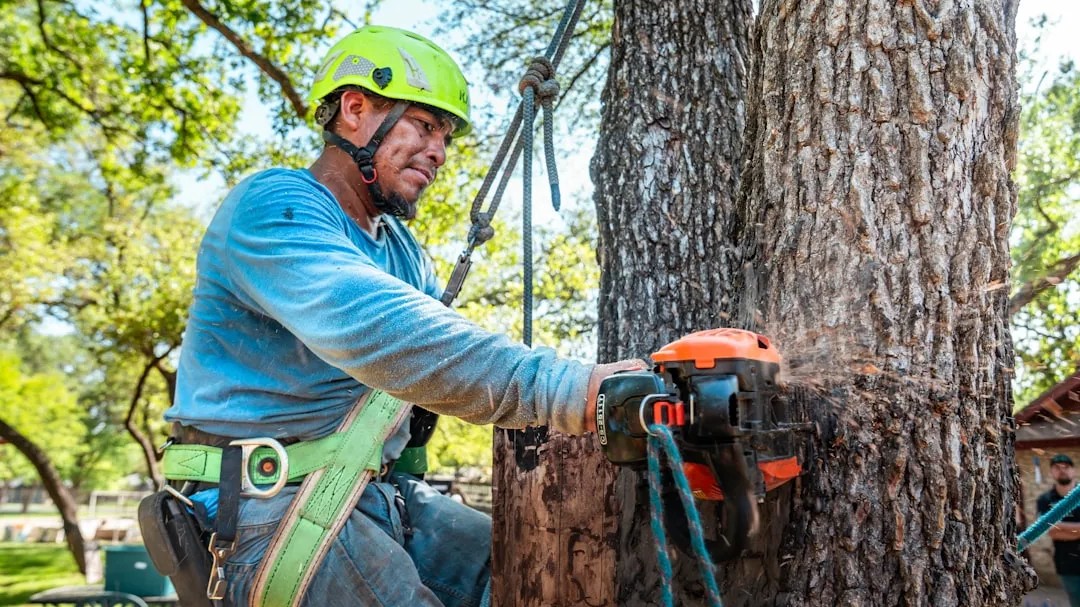 What most US homeowners don't know about trimming their own trees
