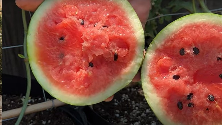 19 varieties of watermelon you should try