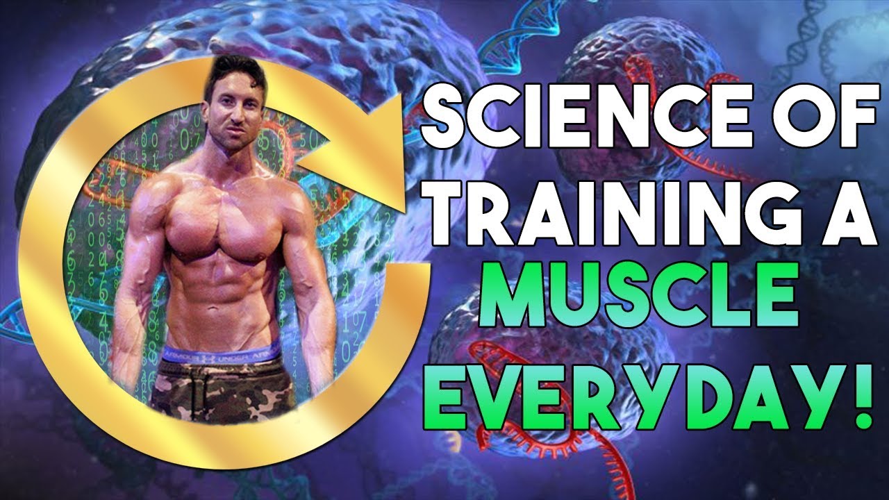Train a muscle daily to accelerate gains and build size fast