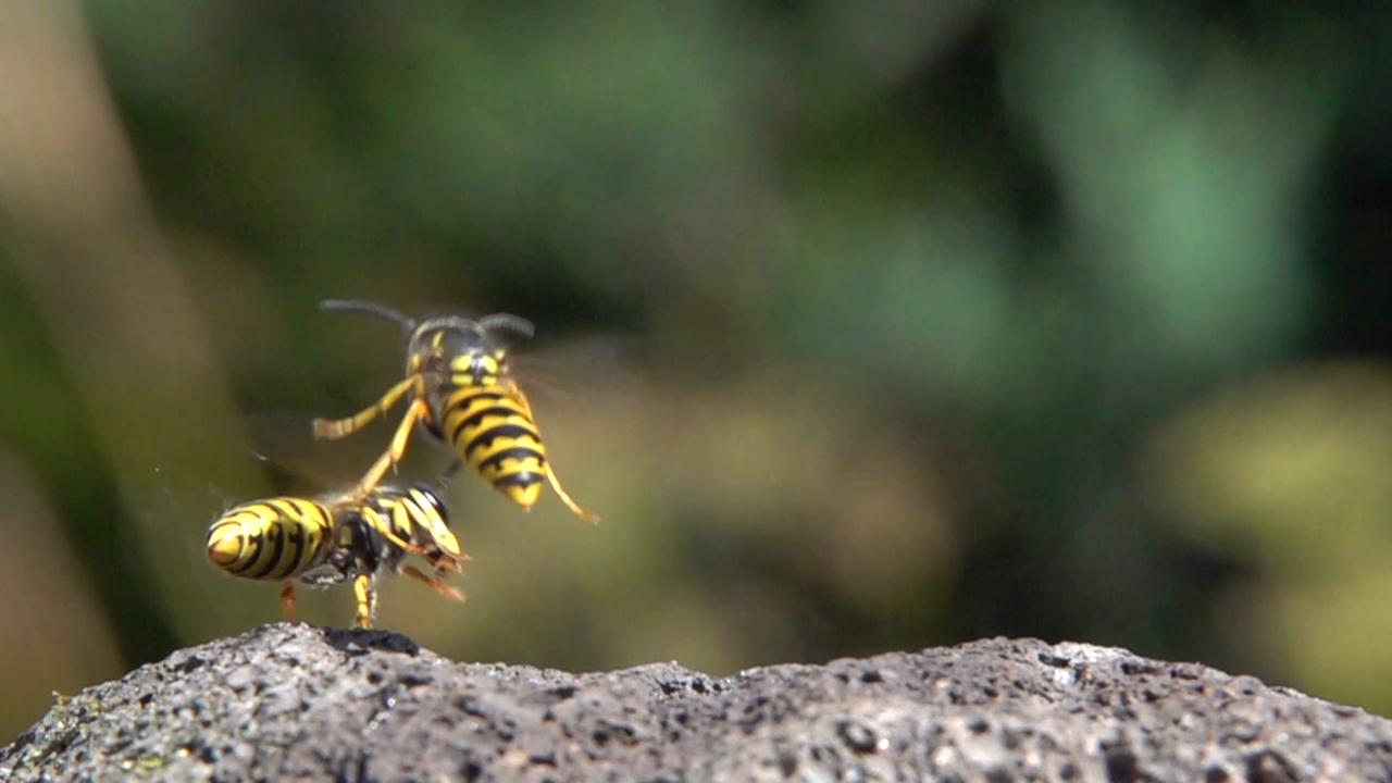 German wasps come to garden feeding station