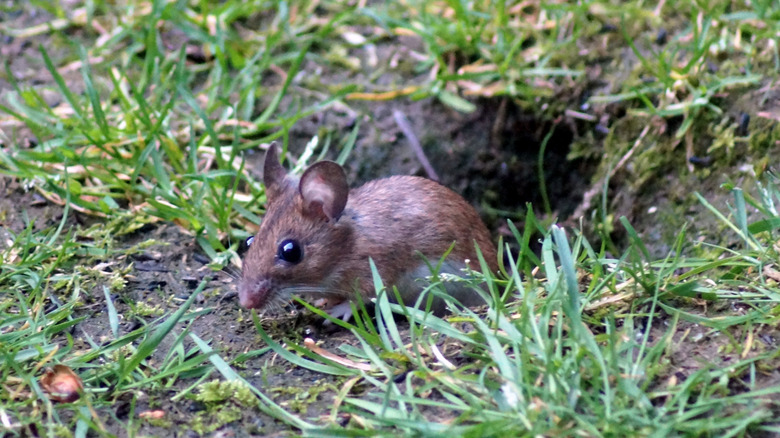 Mice in your yard will be a thing of the past with these natural scents