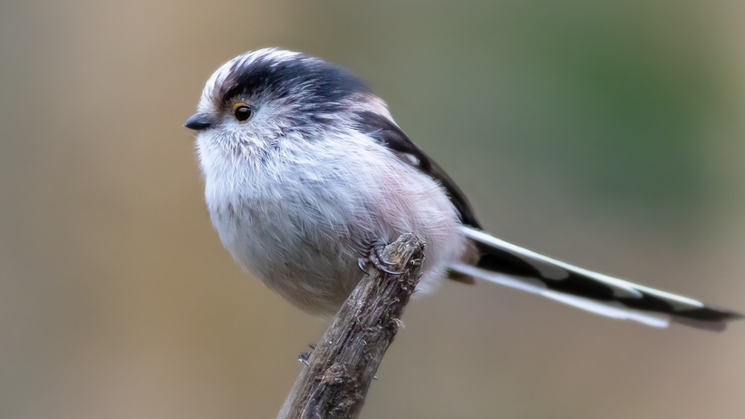 Wybrano Ptaka Roku 2025. Nic słodszego dzis nie zobaczysz