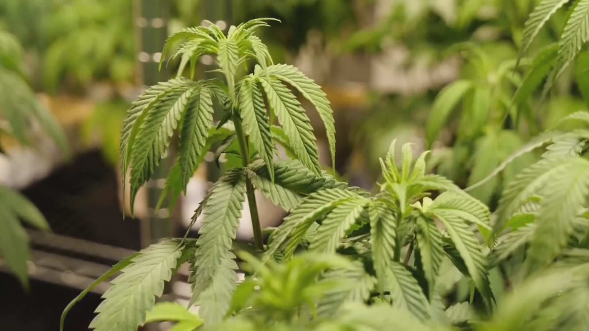 Executive order accelerates cannabis rescheduling timeline