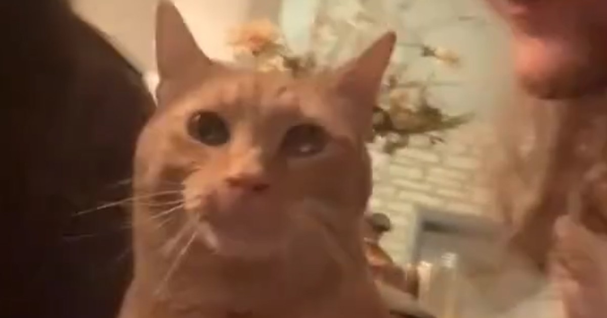 Video: Cat reacts to being kissed repeatedly