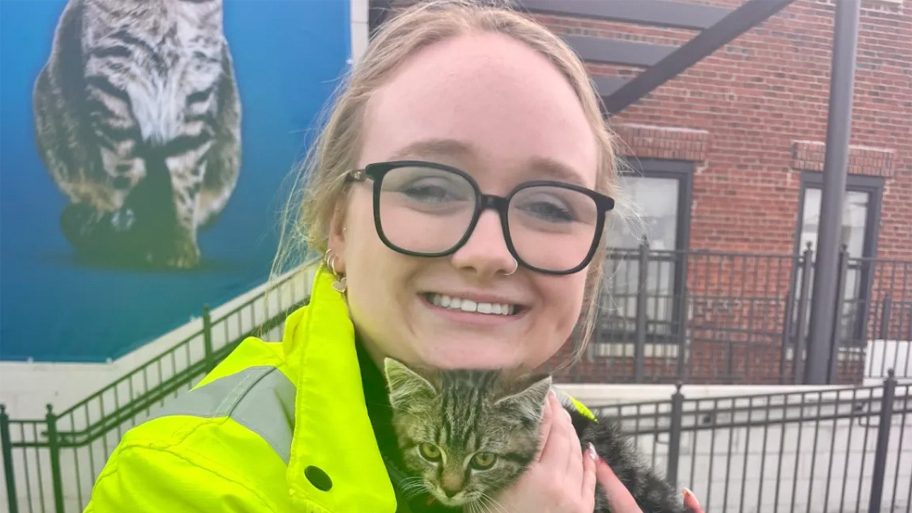 Cold snap rescue: Kitten 'radiator' found hiding in car engine as ...