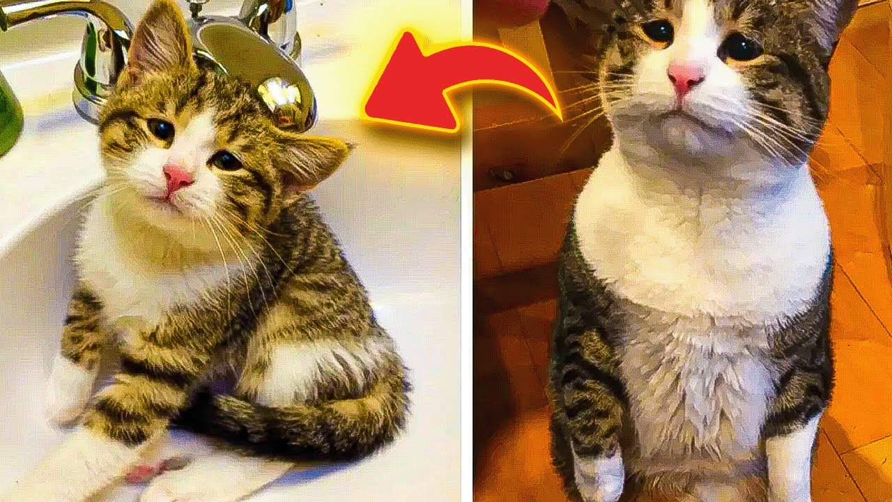 Woman adopts a crying stray kitten and discovers a heartbreaking truth