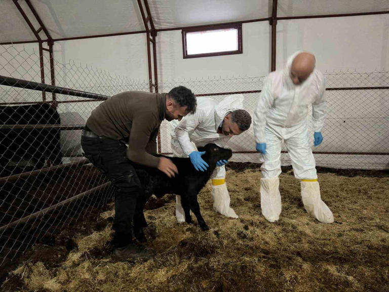 Pertek’te kırsala bereket: Genç veterinere hayvancılık desteği
