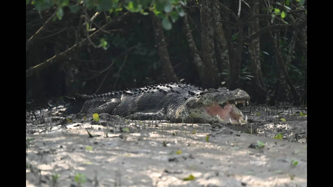 Bhitarkanika National Park to be closed for 3 days for crocodile census