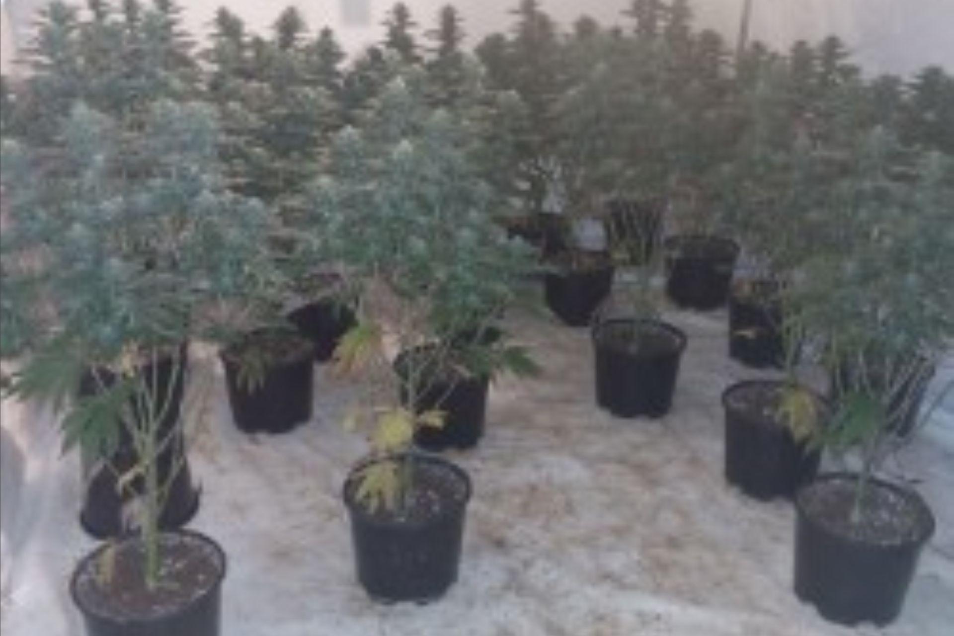 Police uncover cannabis farm at 'vacant' Derbyshire church rectory building