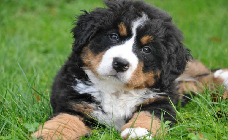 7 Dog Breeds Many Owners Regret AdoptingAnd What Lifestyle Experts Say ...