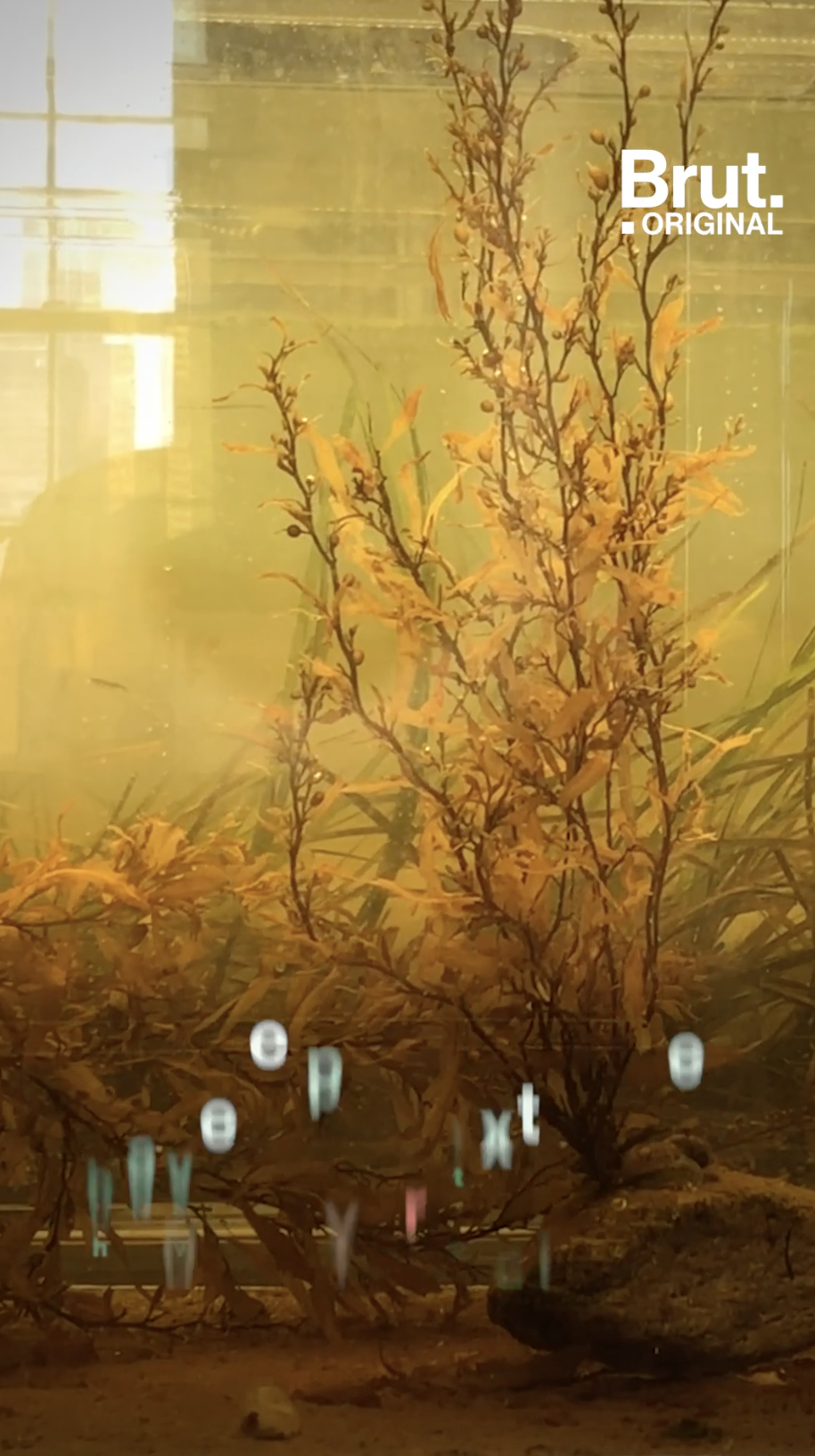 Bringing back NYC's extinct plants