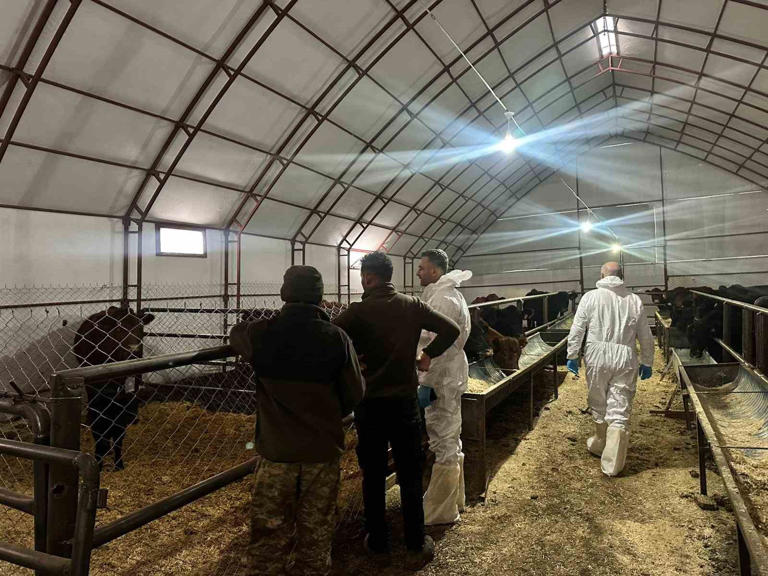 Pertek’te kırsala bereket: Genç veterinere hayvancılık desteği
