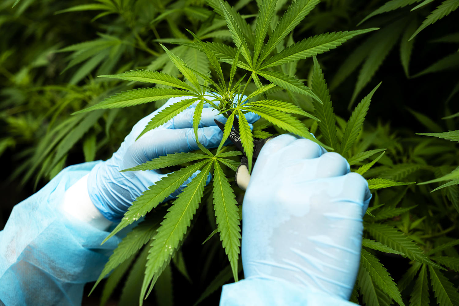 Cannabis reclassification could open the floodgates for research ...