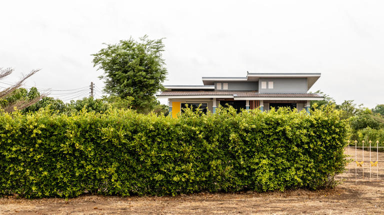 The attractive branching plant that makes a stunning privacy hedge