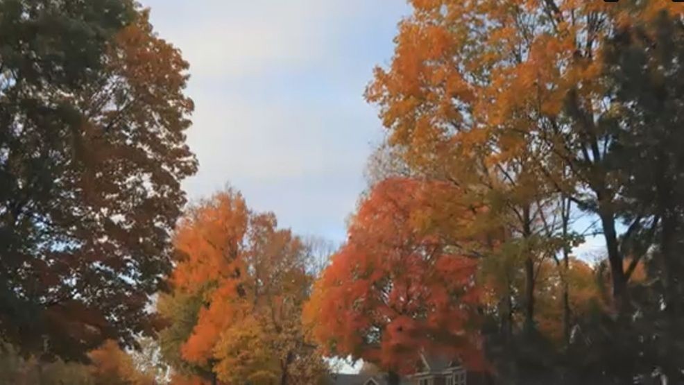 New foresting plan to bring more tree coverage in Buchanan