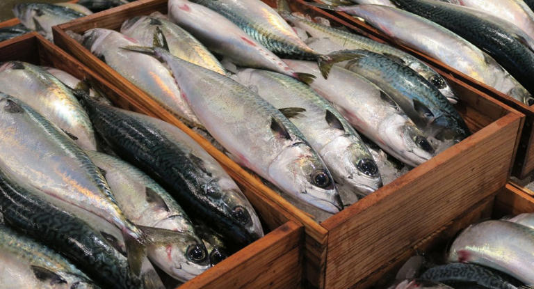 Por qué la caballa es uno de los pescados más saludables que puedes comer