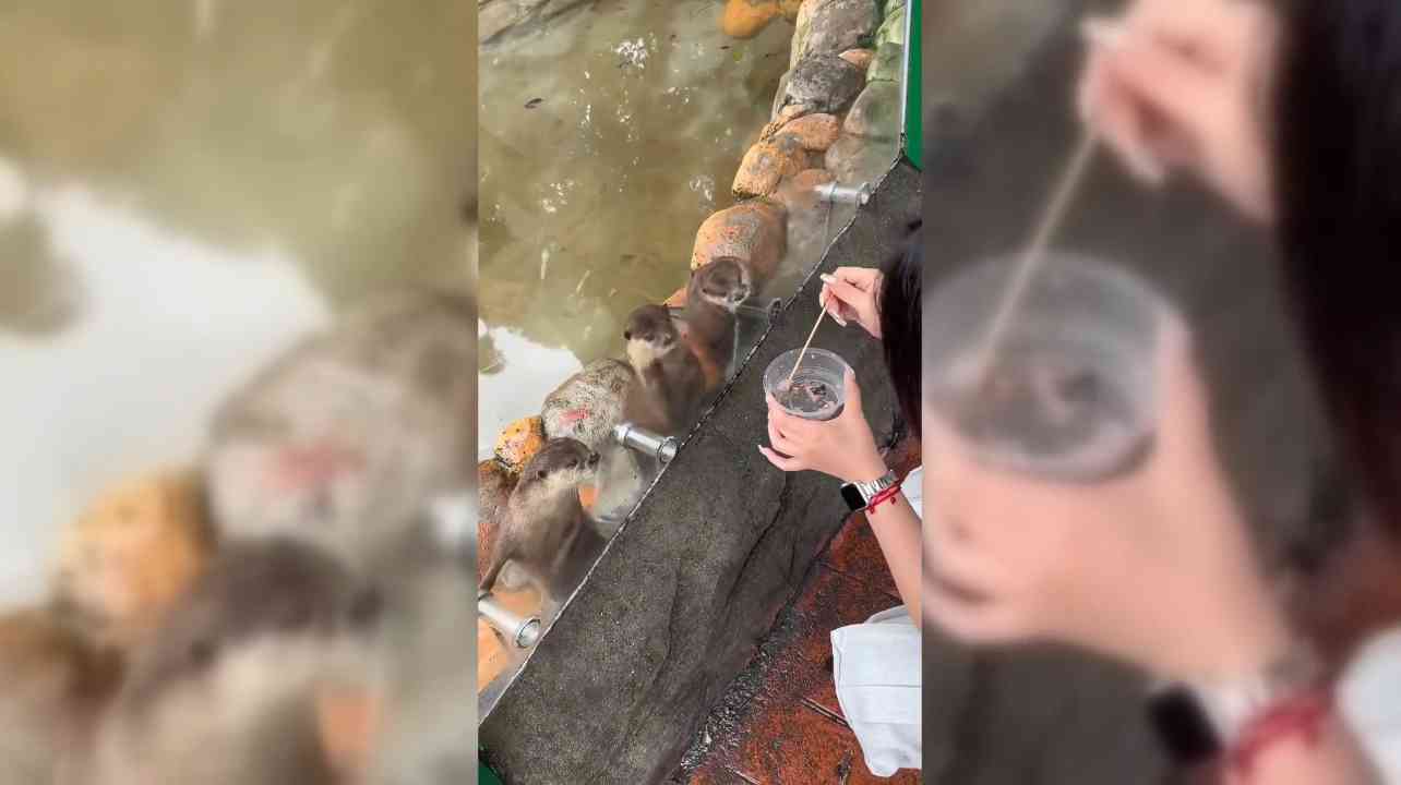 Las nutrias que ayudan a sus cuidadores y convierten una rutina en un ...