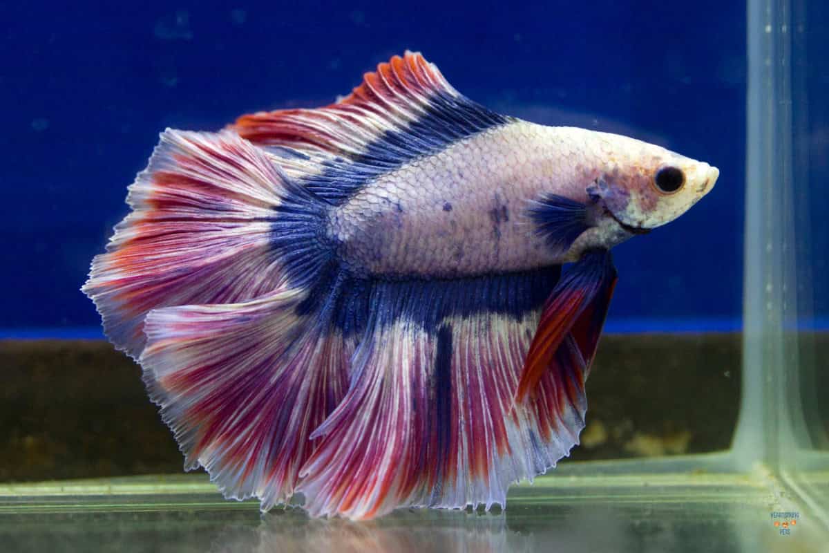 12 best pet fish for beginners—start your aquarium the easy way
