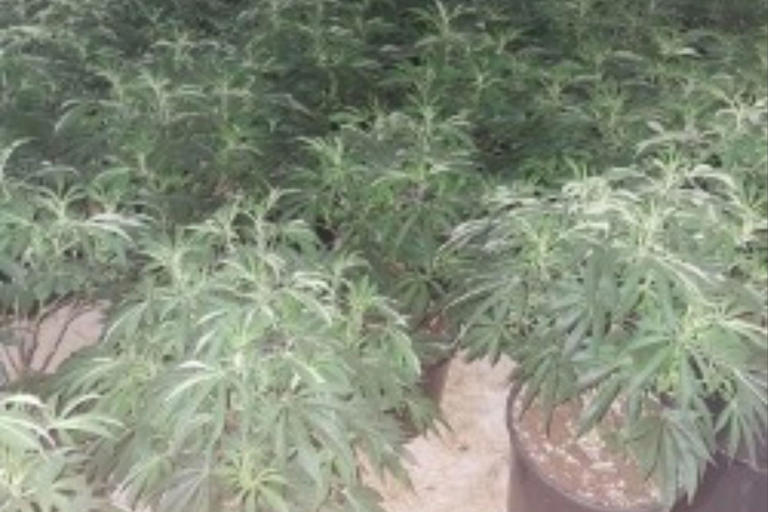 Police uncover cannabis farm at 'vacant' Derbyshire church rectory building