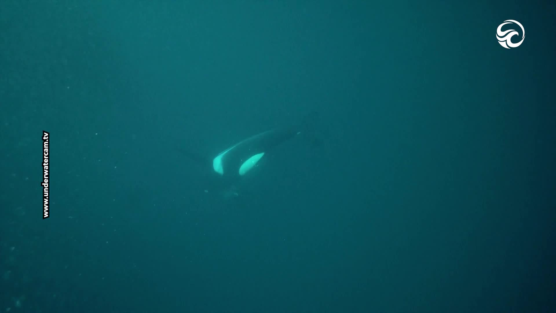 Diver almost swallowed by whale