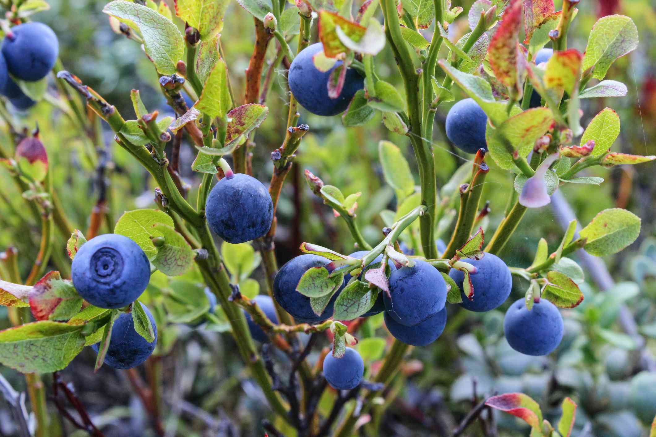 Now is the best time to prune blueberry bushes for better harvests—here ...