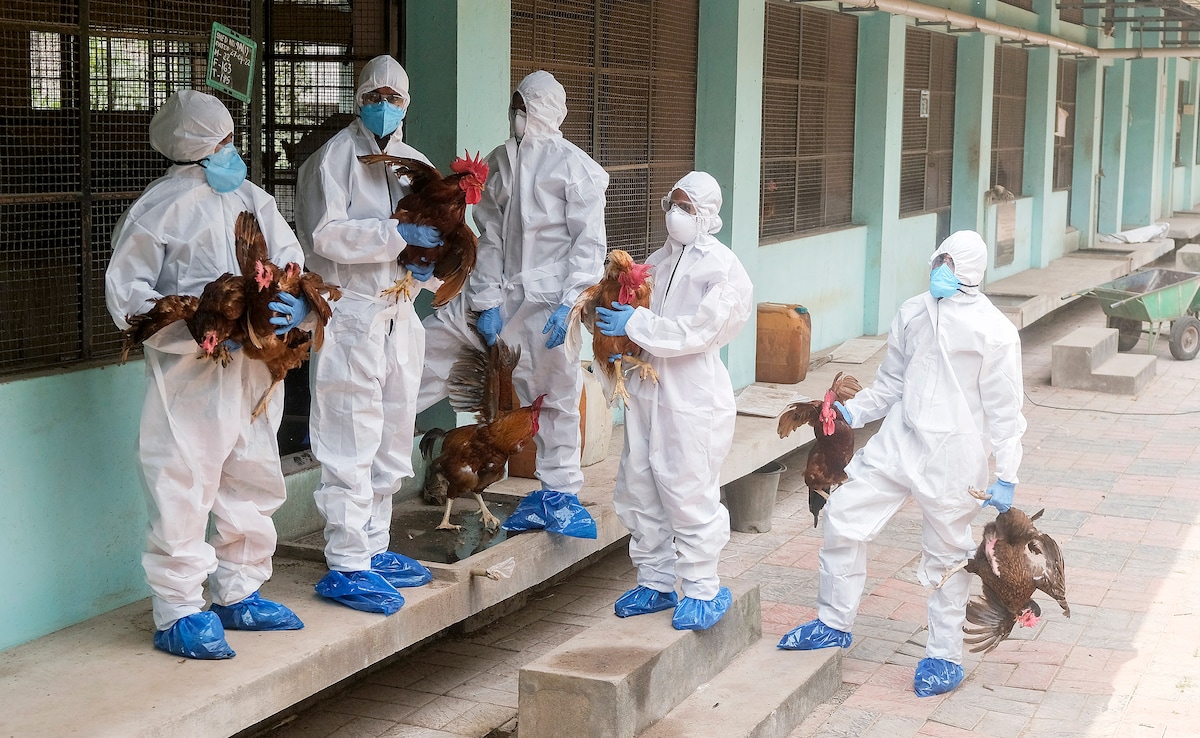 Kerala reports avian influenza outbreak in Alappuzha and Kottayam ...