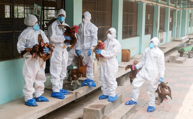 Bird flu alert: Tamil Nadu to step up surveillance along Kerala border