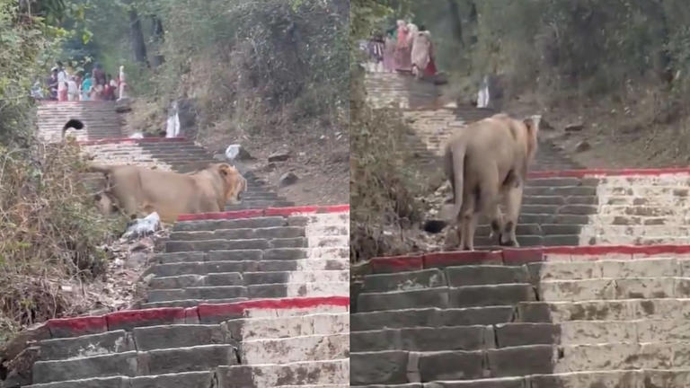 Gujarat: Lion spotted again at Jain Tirth Palitana temple, walks calmly ...