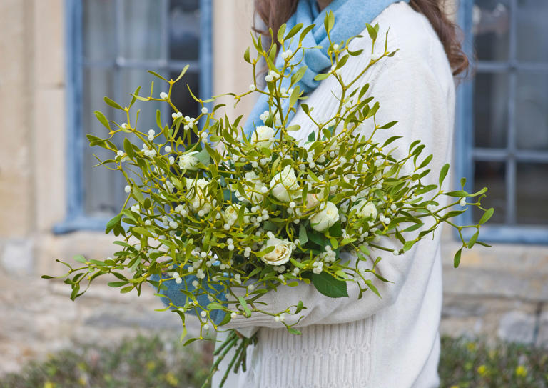 Gui : signification, tradition et entretien de la plante incontournable ...