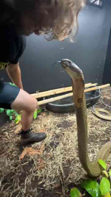 Kevin the king cobra! Coolest snake I ever worked with!