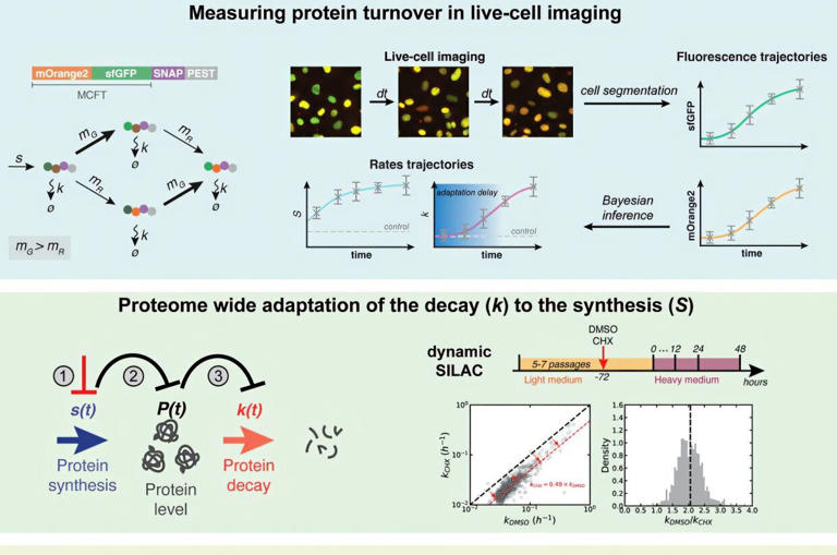 Passive adaptation mechanism reveals how cells balance their protein levels
