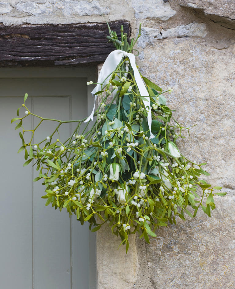 Gui : signification, tradition et entretien de la plante incontournable ...