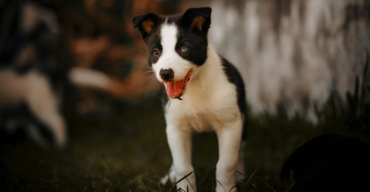 15 dog breeds that are wild as puppies