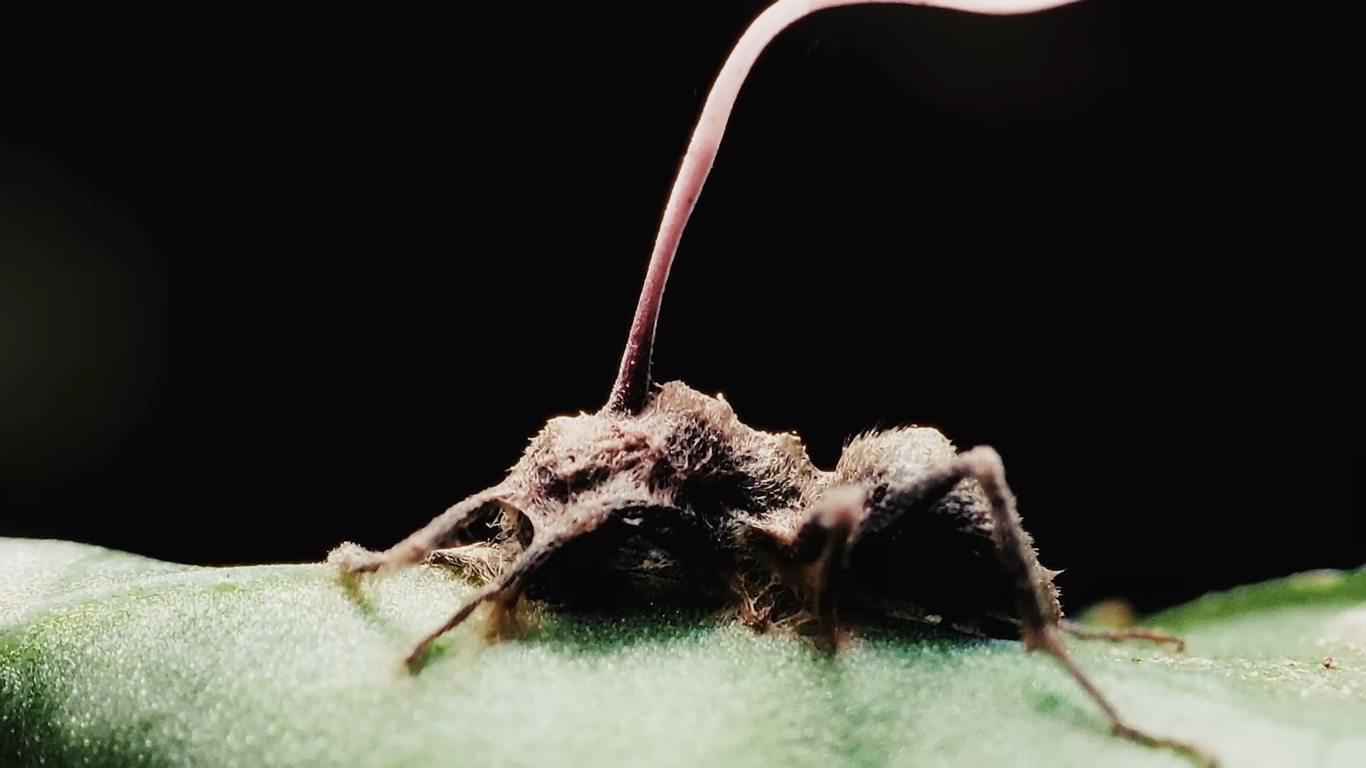 'Behavior is an organ' - What parasites exploit