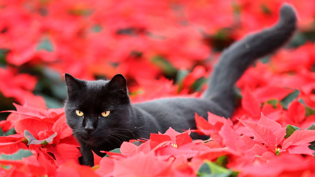Are poinsettia plants toxic to cats and dogs? Fears of serious harm are ...