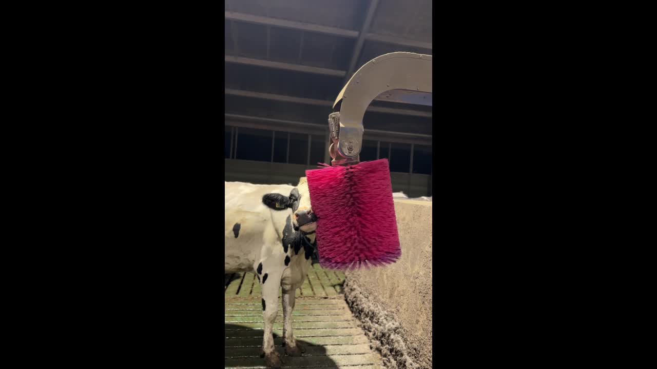 Jenny the cow absolutely loves being scrubbed down by huge brush